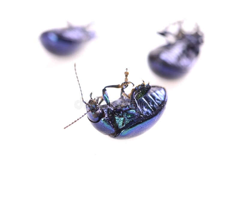Metallic blue beetle stock image. Image of closeup, blue - 31402531