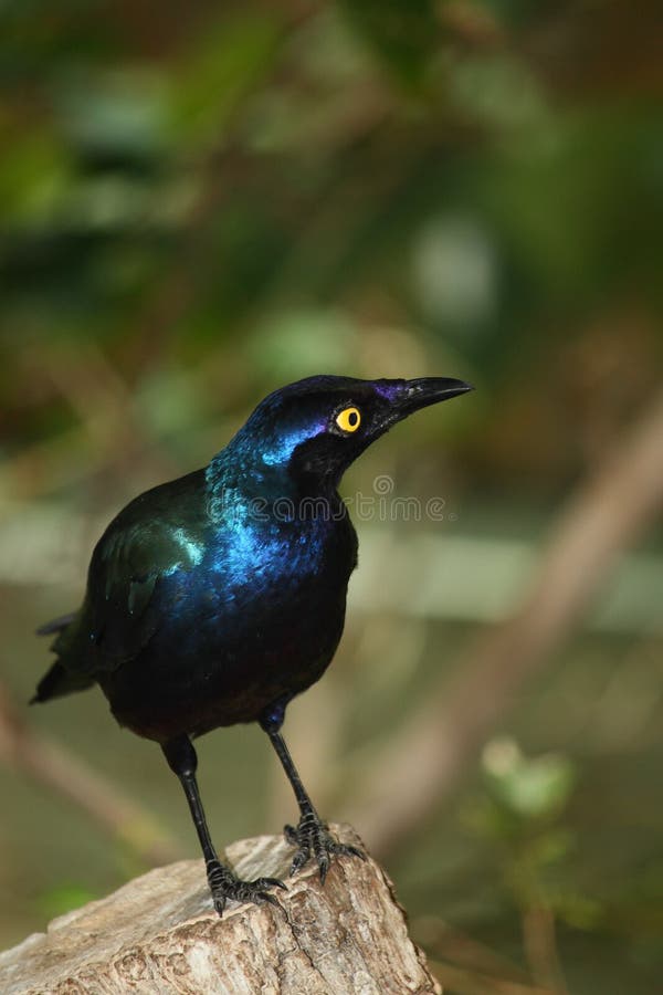 Metallic Blue Peacock Gooty Sapphire Ornamental Tarantula Stock Photo ...