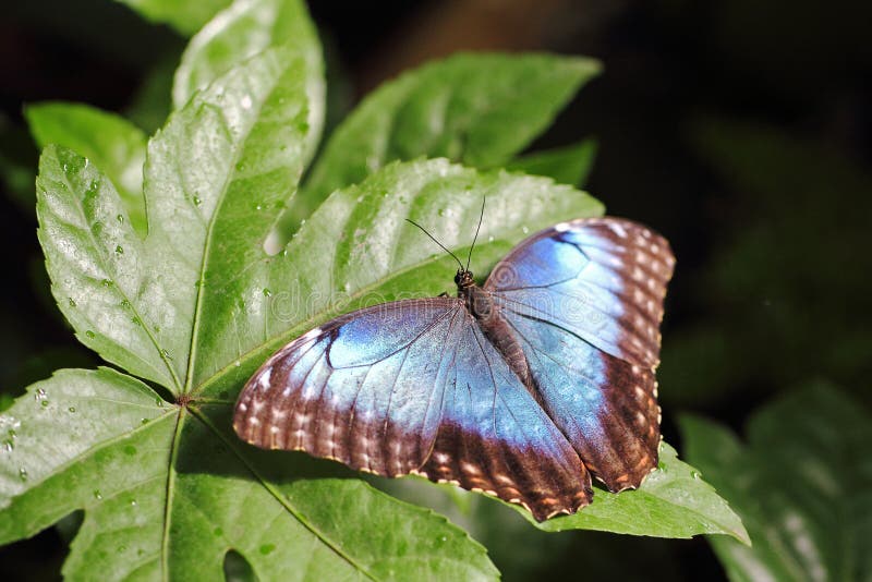 Metallic Blue Butterfly on a Leaf Stock Photo - Image of invertebrate ...