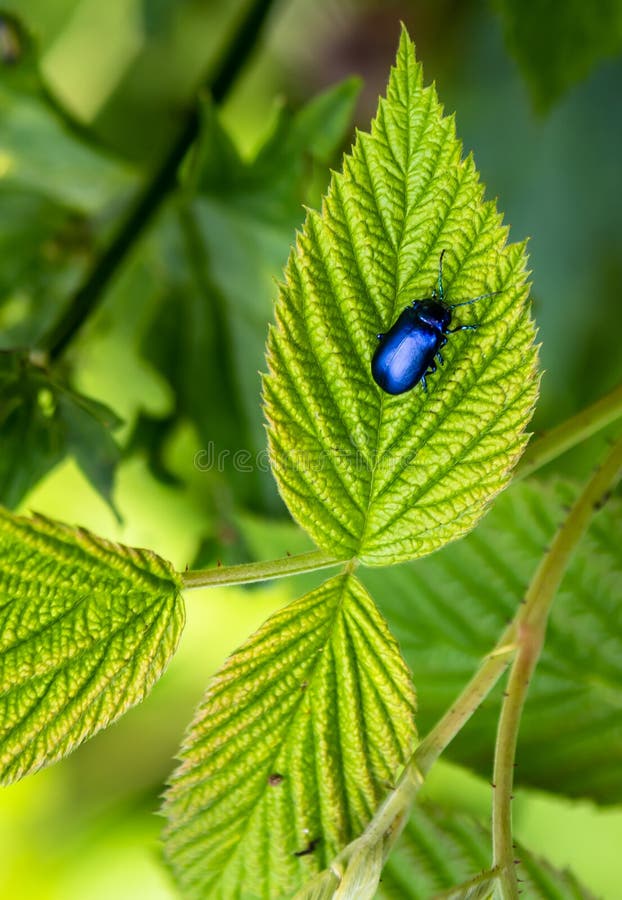 Metallic Blue Leaf Beele on Green Leaf Stock Image - Image of beetle ...