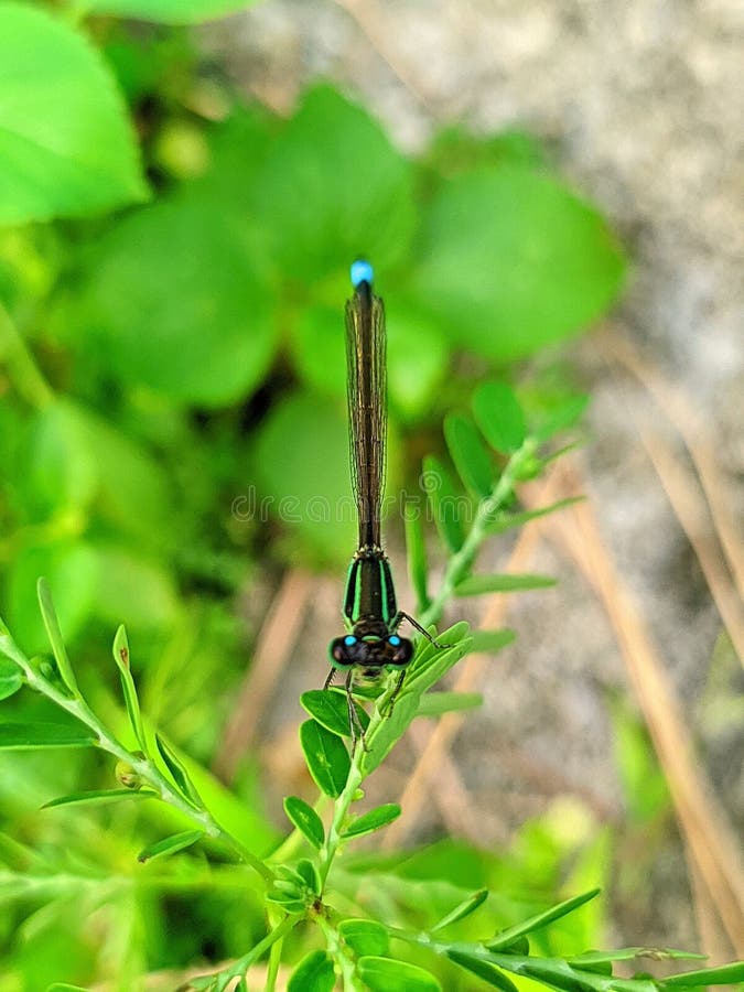 Metallic Blue Needle Dragonfly Stock Image - Image of weak, dragonflies ...