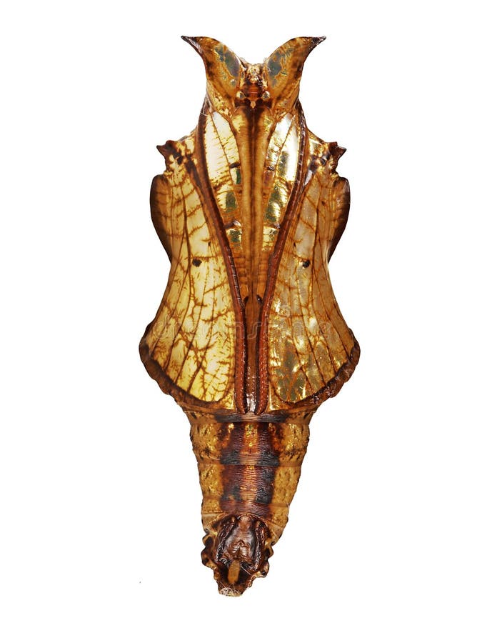 A Bronze Pupa of the Common Sergeant Butterfly Isolated on White ...