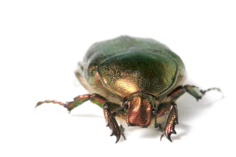 Metallic bug stock photo. Image of isolated, green, scarab - 2517254
