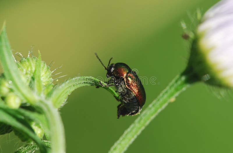 Metallic Bug Picture. Image: 2925113