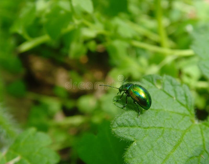 Metallic bug stock image. Image of head, metallic, green - 4980119