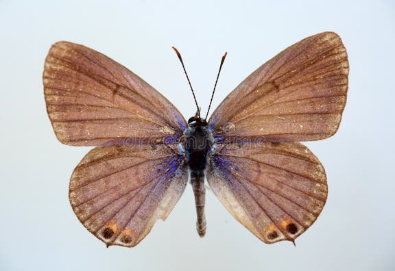 Metallic Cerulean stock image. Image of isolated, asia - 78851521