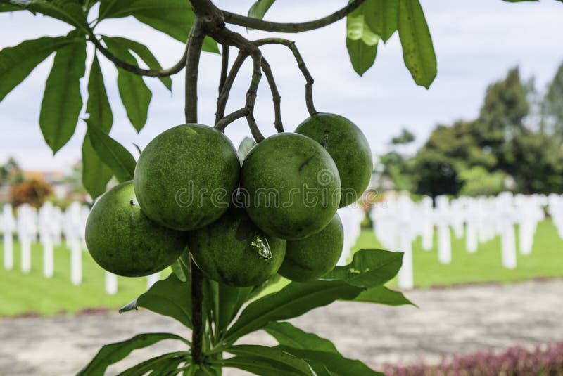 A Metallic Cocoon Hanging on Bintaro Fruits, Selective Focus Stock ...