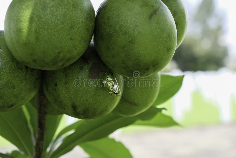 A Metallic Cocoon Hanging on Bintaro Fruits, Selective Focus Stock ...