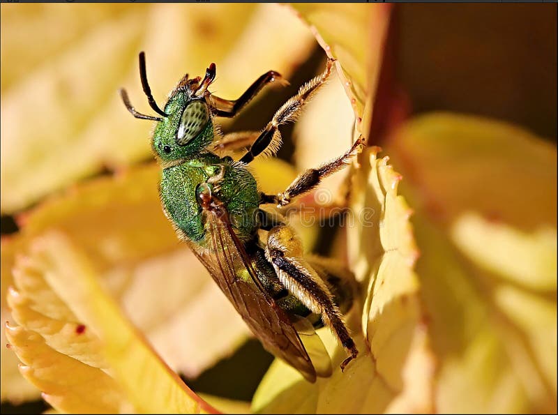 Metallic Green Bee - Agapostemon Splendens. Stock Photo - Image of ...
