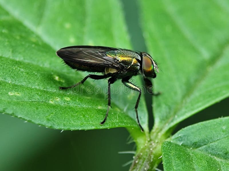 Metallic Green-headed Fly & X28;Chrysops Sp.& X29; on a Vibrant Green ...