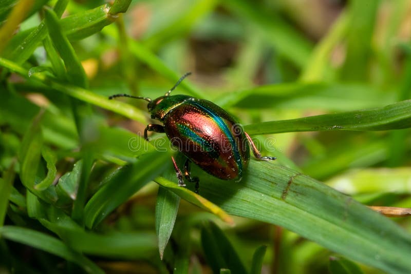 Metallic Green, Shiny Leaf Beetle (Chrysomelidae Stock Image - Image of ...