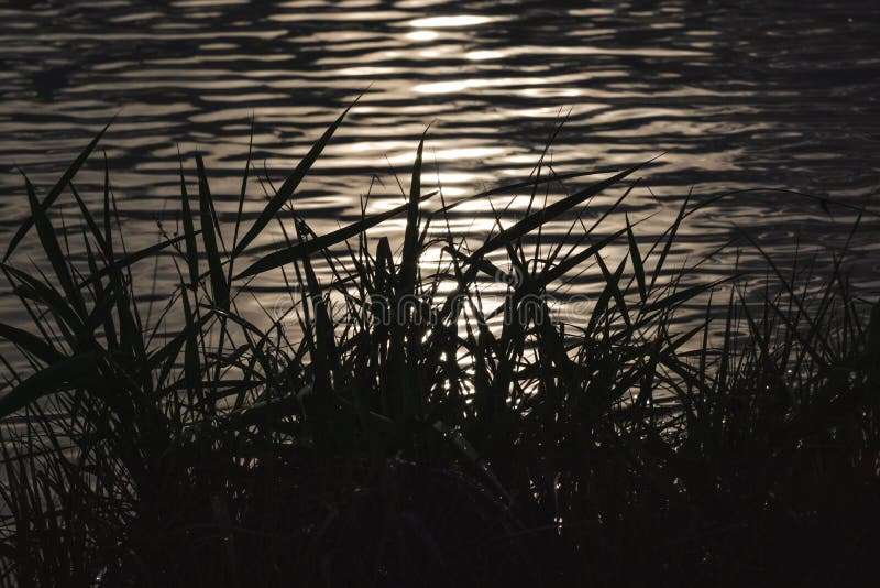 Metallic Ripple Water Surface and Grass Silhouette Stock Image - Image ...
