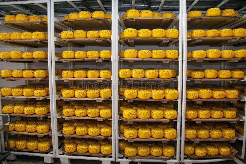 Metallic Shelves of Cheese in a Factory Stock Photo - Image of stacked ...