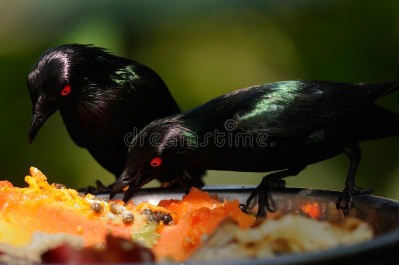 Metallic starlings eating stock image. Image of bill, animal - 9561835