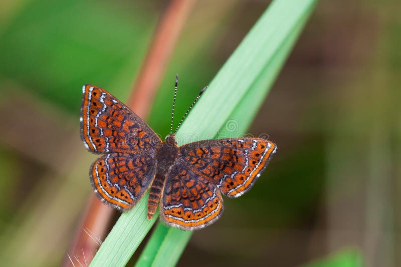 Metalmark Butterfly in Rainforest. Stock Image - Image of fauna, latin ...