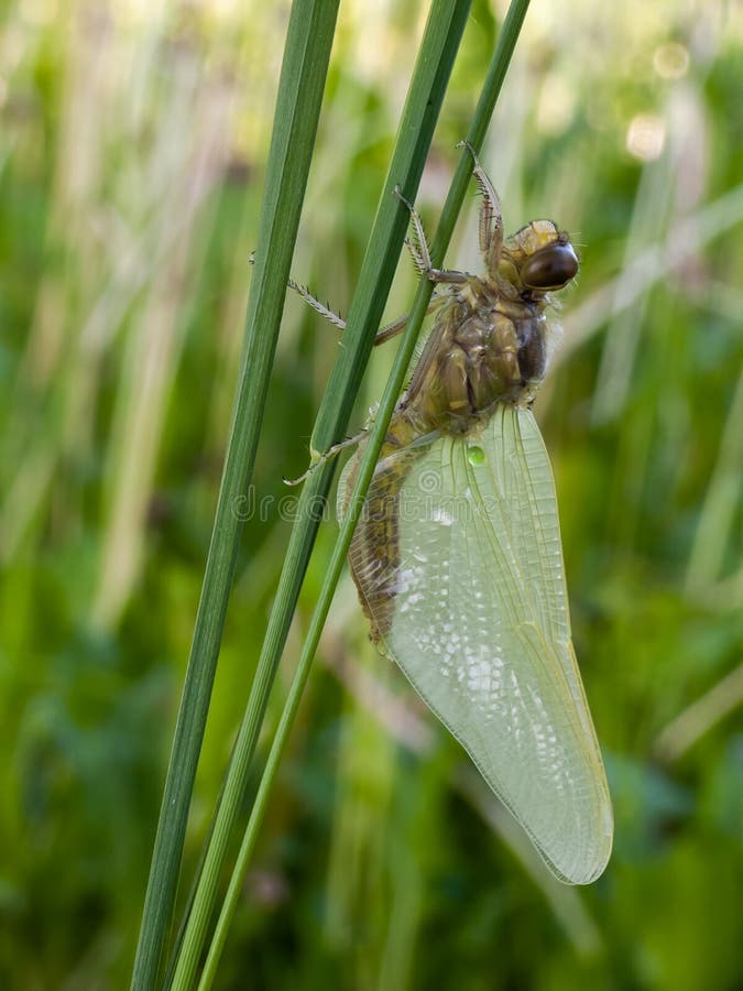Metamorfosi Della Libellula Immagine Stock - Immagine di ciclo ...