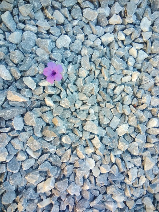 Metamorphic Rocks and Purple Flower Stock Image - Image of purple, gray ...