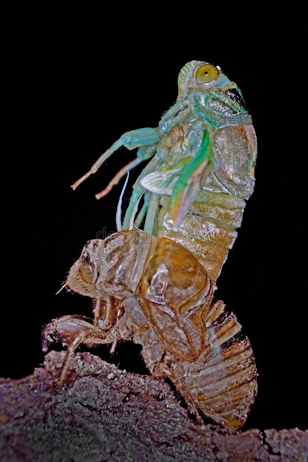 Metamorphosis stock image. Image of insect, evolution - 3163271