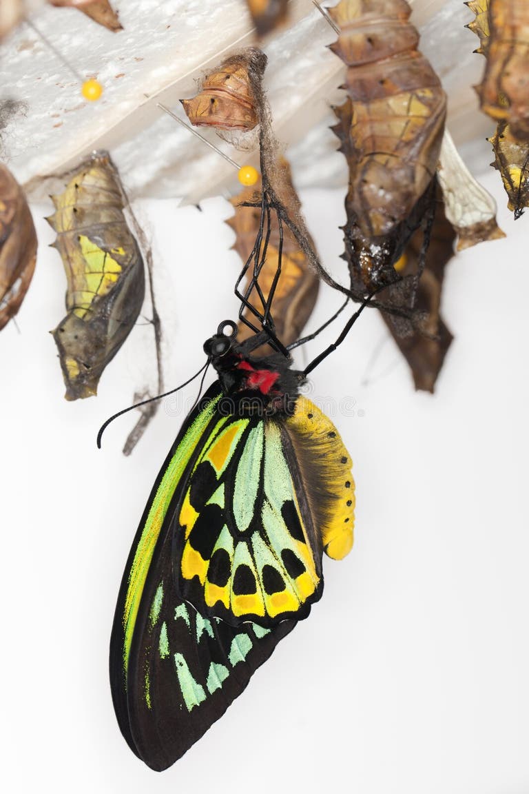 1,290 Birdwing Stock Photos - Free & Royalty-Free Stock Photos from ...