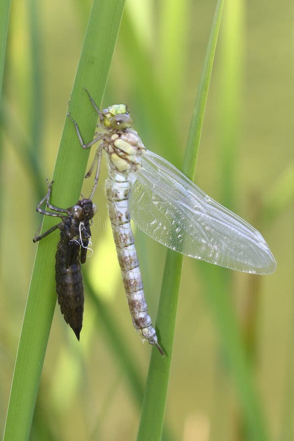 Metamorphosis of Dragonfly Blue Darner, Aeshna Cyanea Stock Image ...