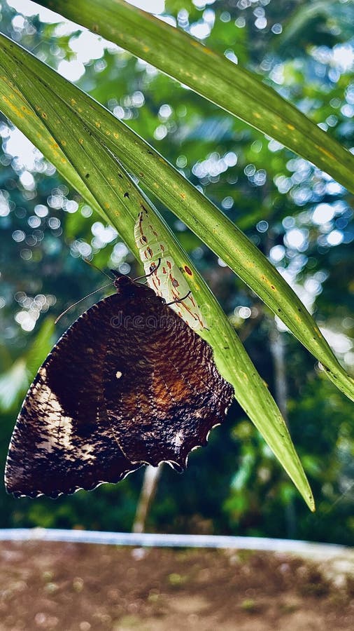 Metamorphosis stock image. Image of branch, plant, leaf - 276231425