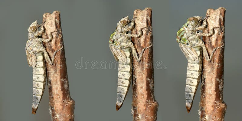 Metamorphosis of River Clubtail Dragonfly Stock Image - Image of larva ...
