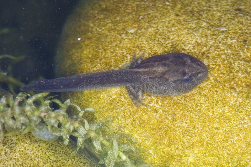 Metamorphosis - Tadpole with Back Legs Developing and Head Shape ...