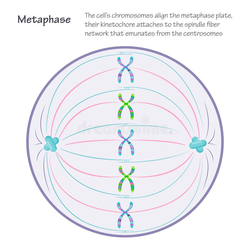 Metaphase the Dividing Cell during Mitosis Stock Vector - Illustration ...