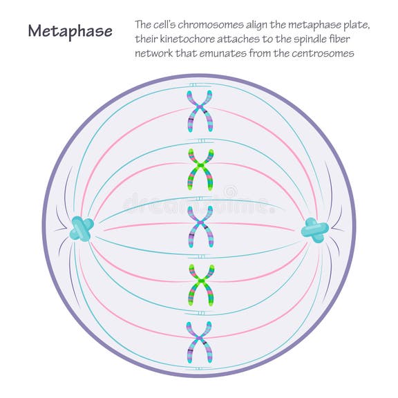 Metaphase the Dividing Cell during Mitosis Stock Vector - Illustration ...