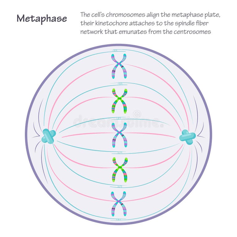 Metaphase the Dividing Cell during Mitosis Stock Vector - Illustration ...