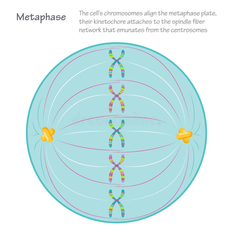 Metaphase the Dividing Cell during Mitosis Stock Vector - Illustration ...