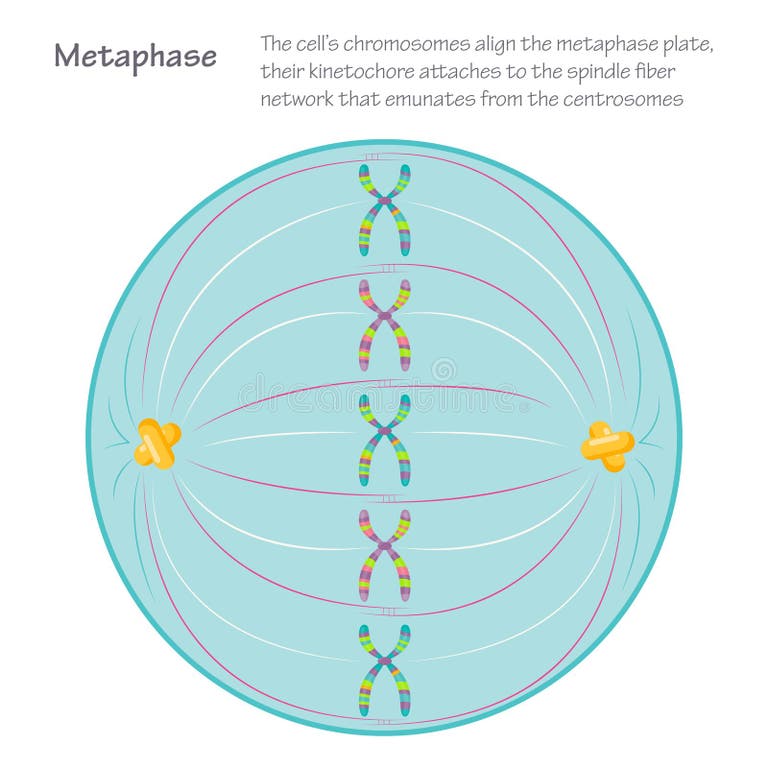 Metaphase the Dividing Cell during Mitosis Stock Vector - Illustration ...
