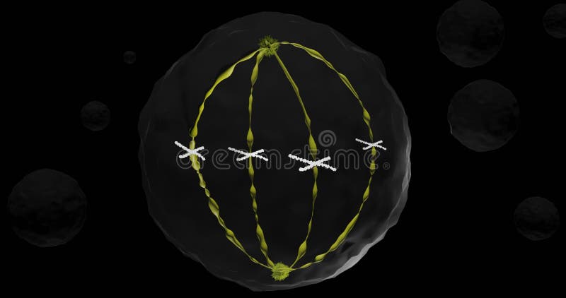 Metaphase Mitosis Stock Illustrations – 169 Metaphase Mitosis Stock ...
