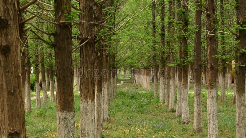 Metasequoia forest stock photo. Image of wood, tree - 387133980