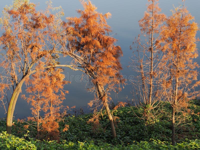 The Metasequoia in the Sunset Stock Photo - Image of metasequoia ...