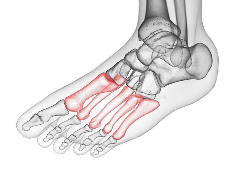Metatarsal Stock Illustrations – 1,267 Metatarsal Stock Illustrations ...