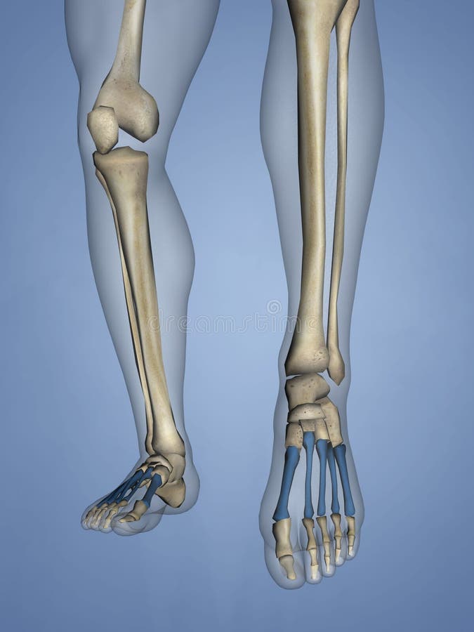 Metatarsal Bones, 3D Model stock illustration. Illustration of science ...