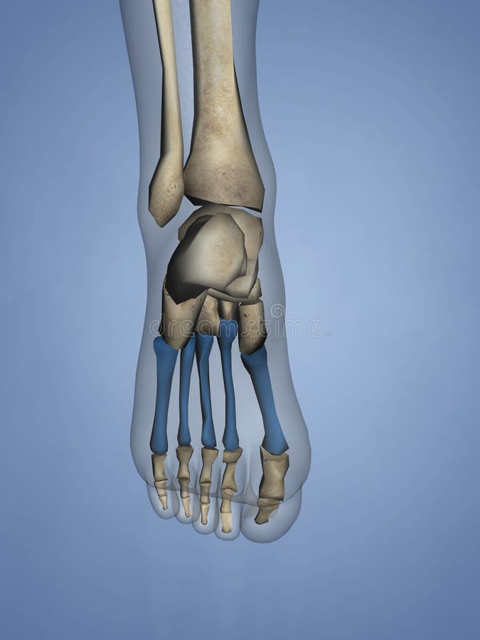 Metatarsal Bones, 3D Model stock illustration. Illustration of model ...