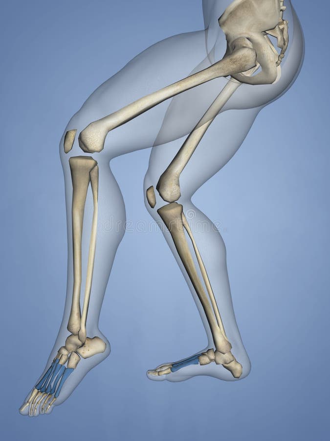 Metatarsal Bones, 3D Model stock illustration. Illustration of figure ...