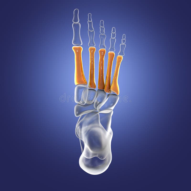 Metatarsal Bones of the Foot, 3D Illustration Stock Illustration ...