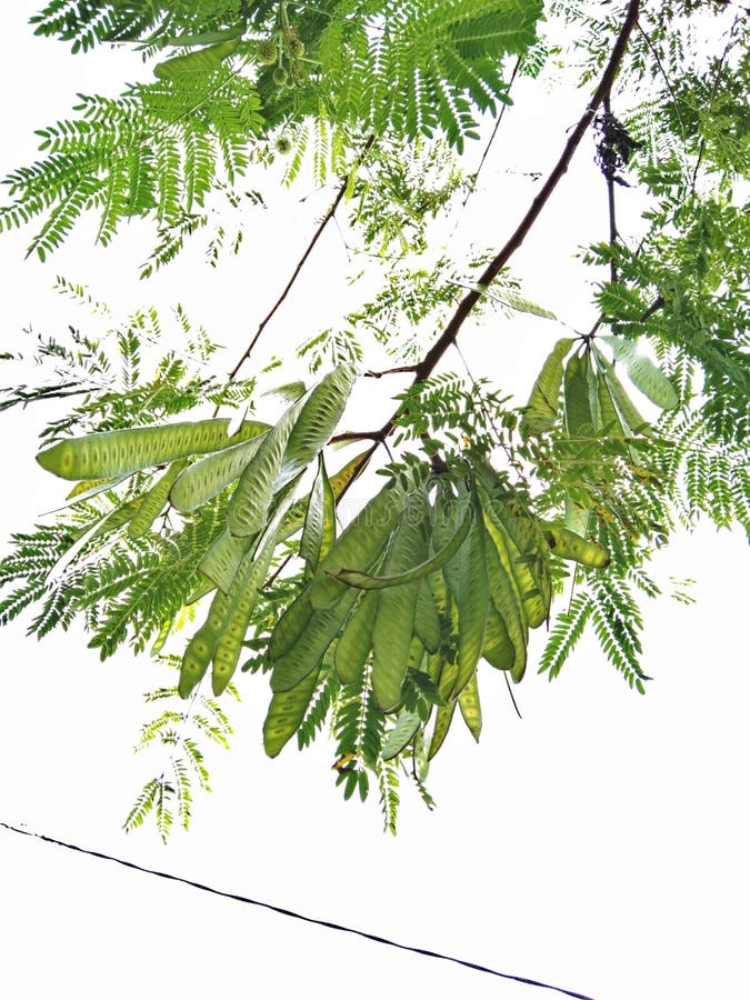 The Meter Tree or Commonly Called the Chinese Pete Has a Distinctive ...
