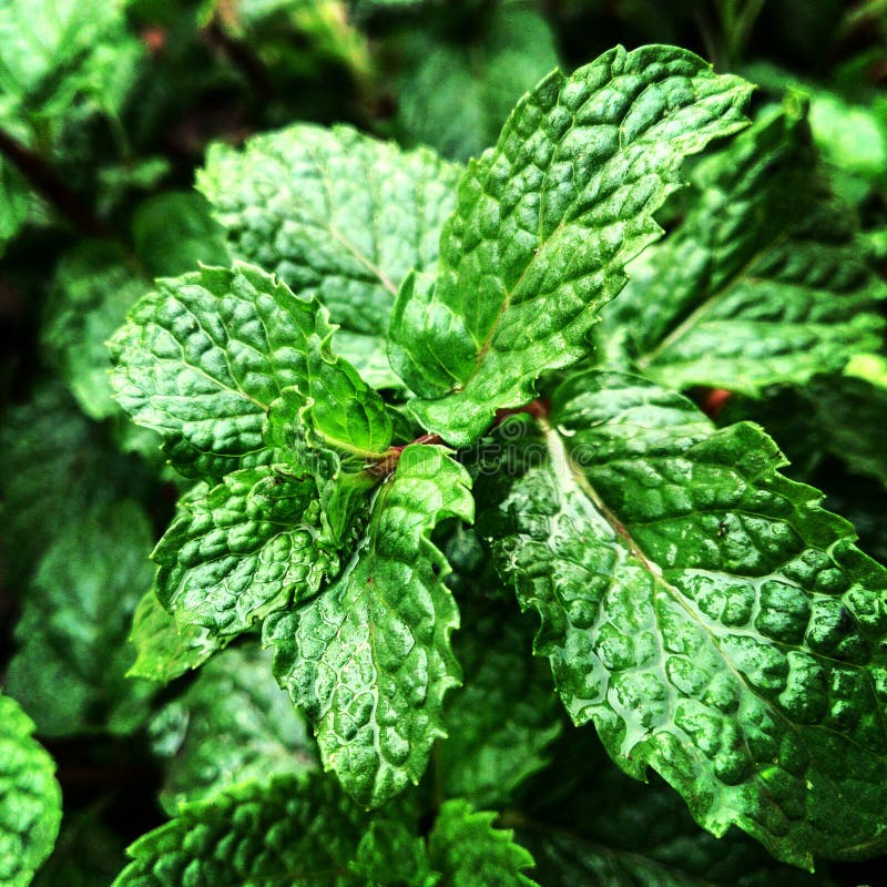 Metha cordifoliaÂ Opiz stock image. Image of metha, herbs - 70022689