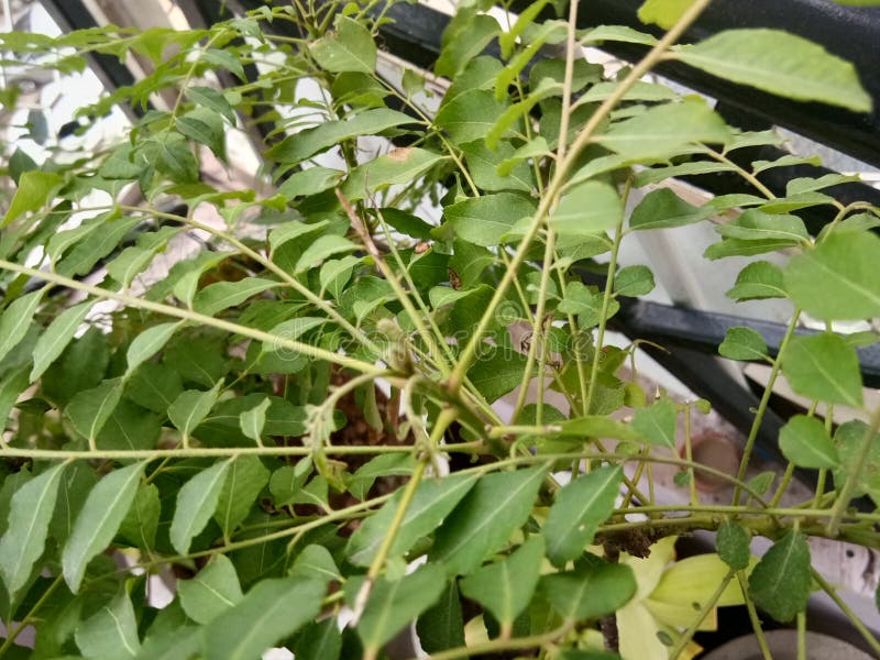 Metha Neem Stock Photos - Free & Royalty-Free Stock Photos from Dreamstime