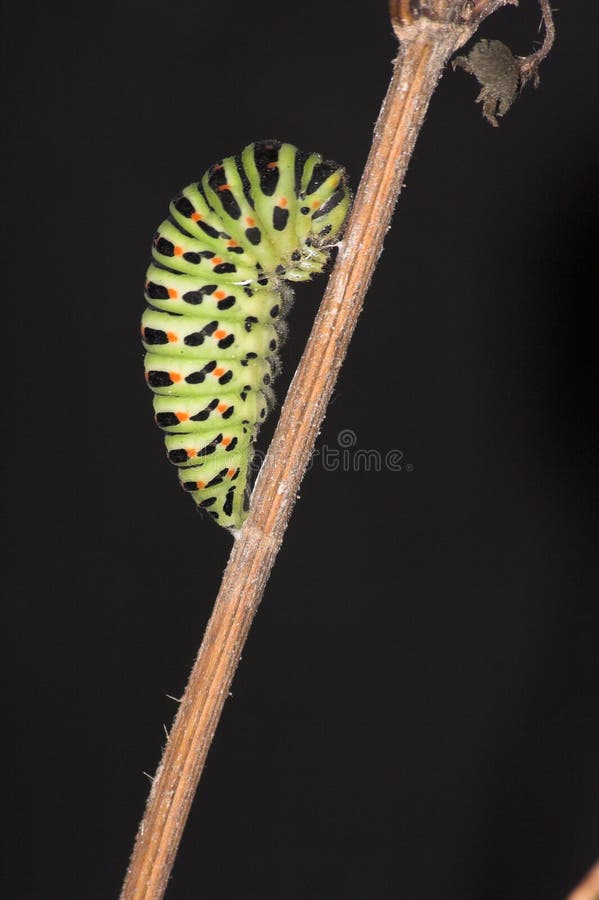 Chrysalis stock image. Image of spots, moth, metamorph - 217721