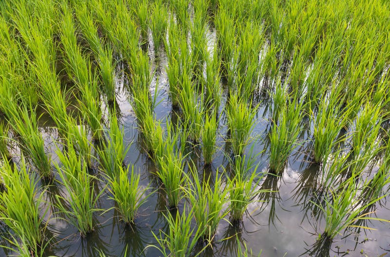 Methane Emissions from Traditinal Flooded Rice Production Stock Photo ...