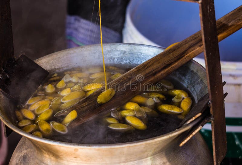 Boiling silk cocoons stock photo. Image of silk, floss - 38012882