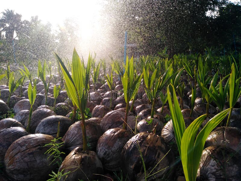 Nursery of Coconut Trees in Thailand. Giving Water. Stock Photo - Image ...