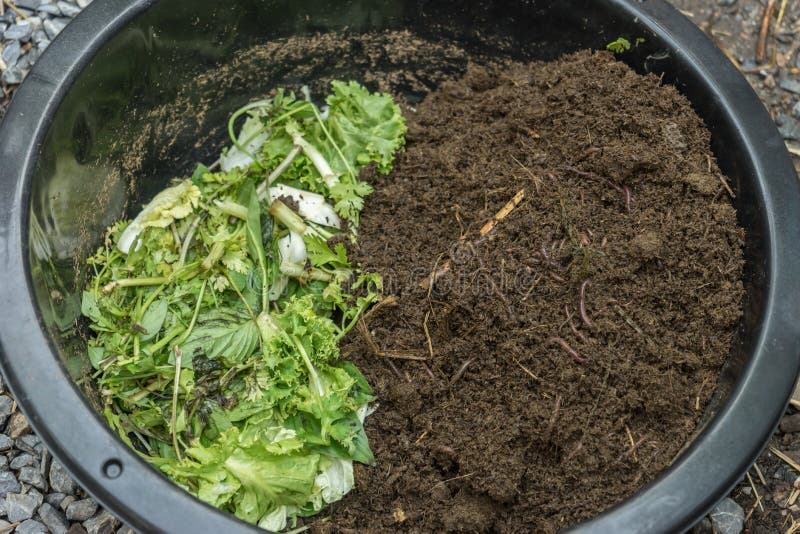 Method To Feeding Earthworms Stock Photo - Image of career, bedding ...