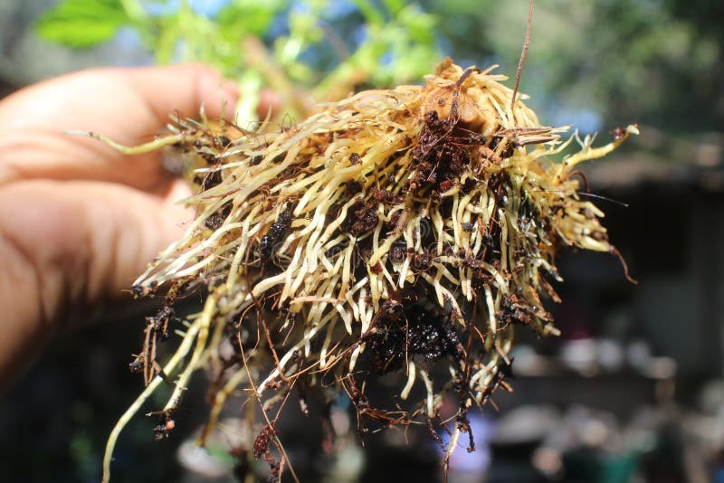 A Method To Get Root from Mulberry Branches. Stock Photo - Image of ...