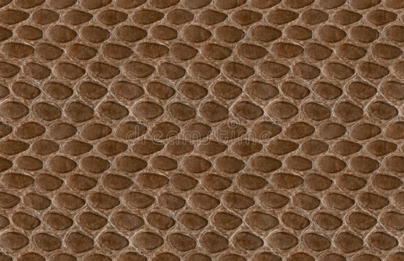 Seamless Reptile Leather Texture Stock Photo - Image of lizard ...